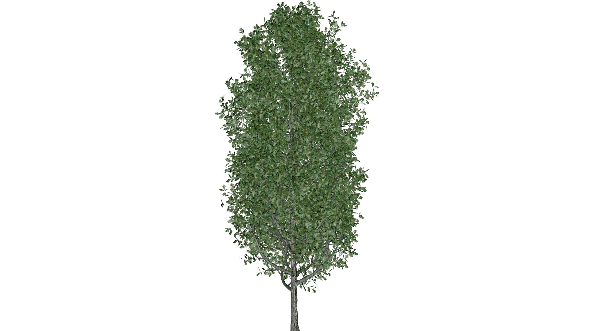 Cypress Oak Tree - 06 - 3D Model - TurboSquid 2375798
