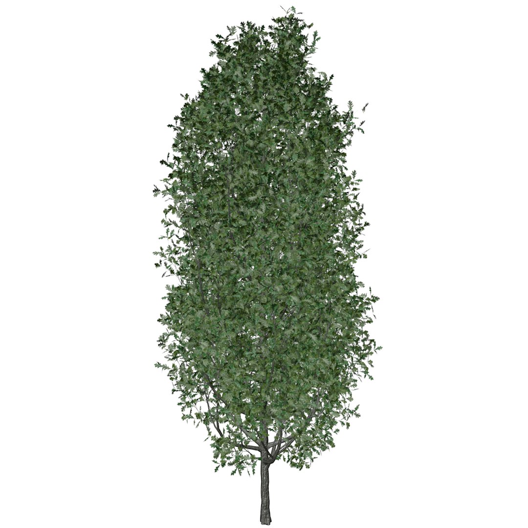 Cypress Oak Tree - 06 - 3D Model - TurboSquid 2375798