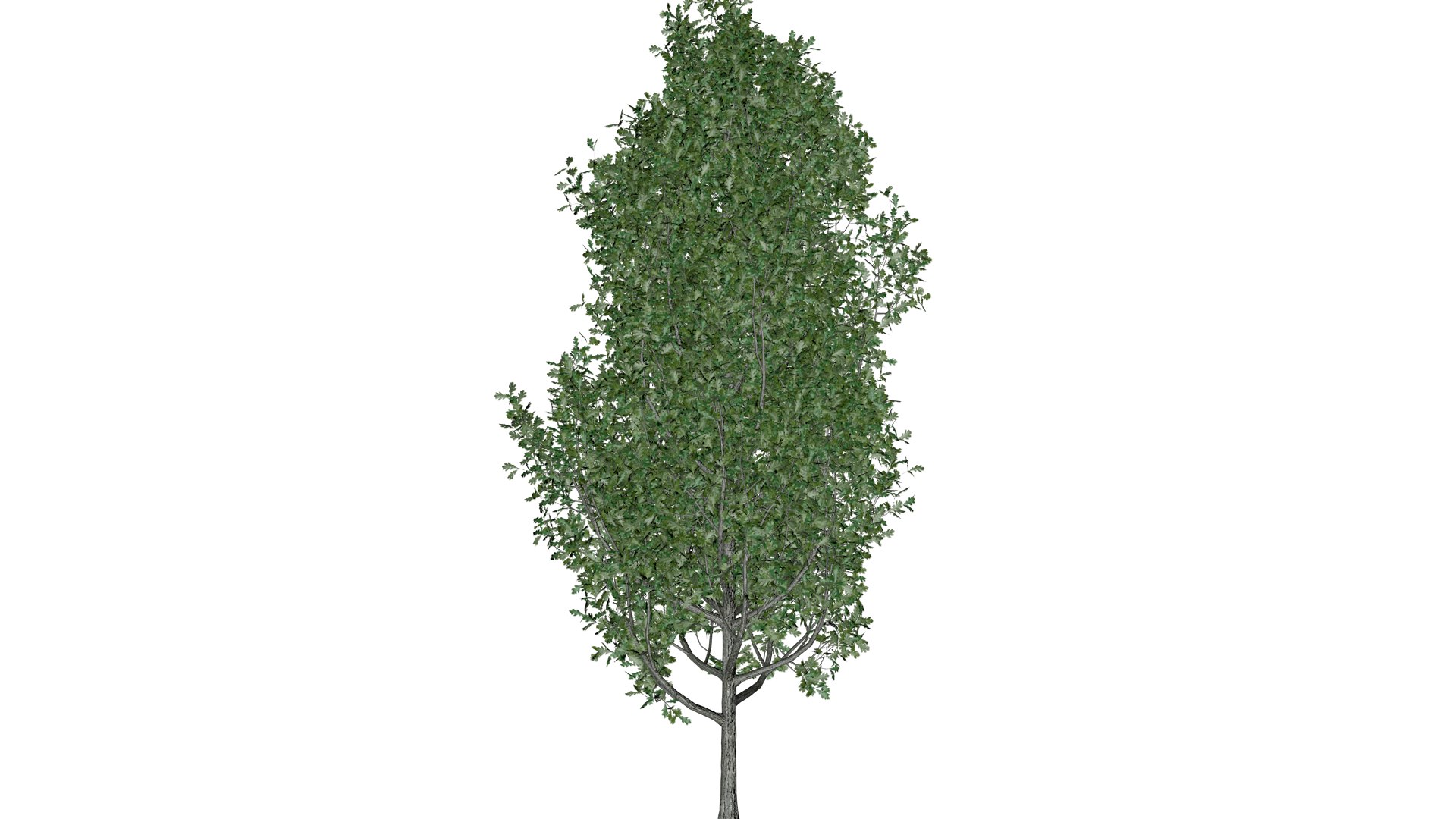 Cypress Oak Tree - 06 - 3D Model - TurboSquid 2375798