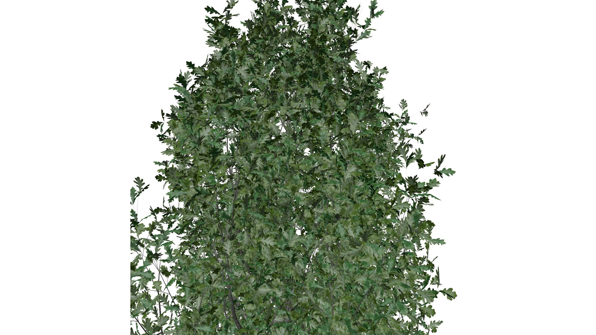 Cypress Oak Tree - 06 - 3D Model - TurboSquid 2375798