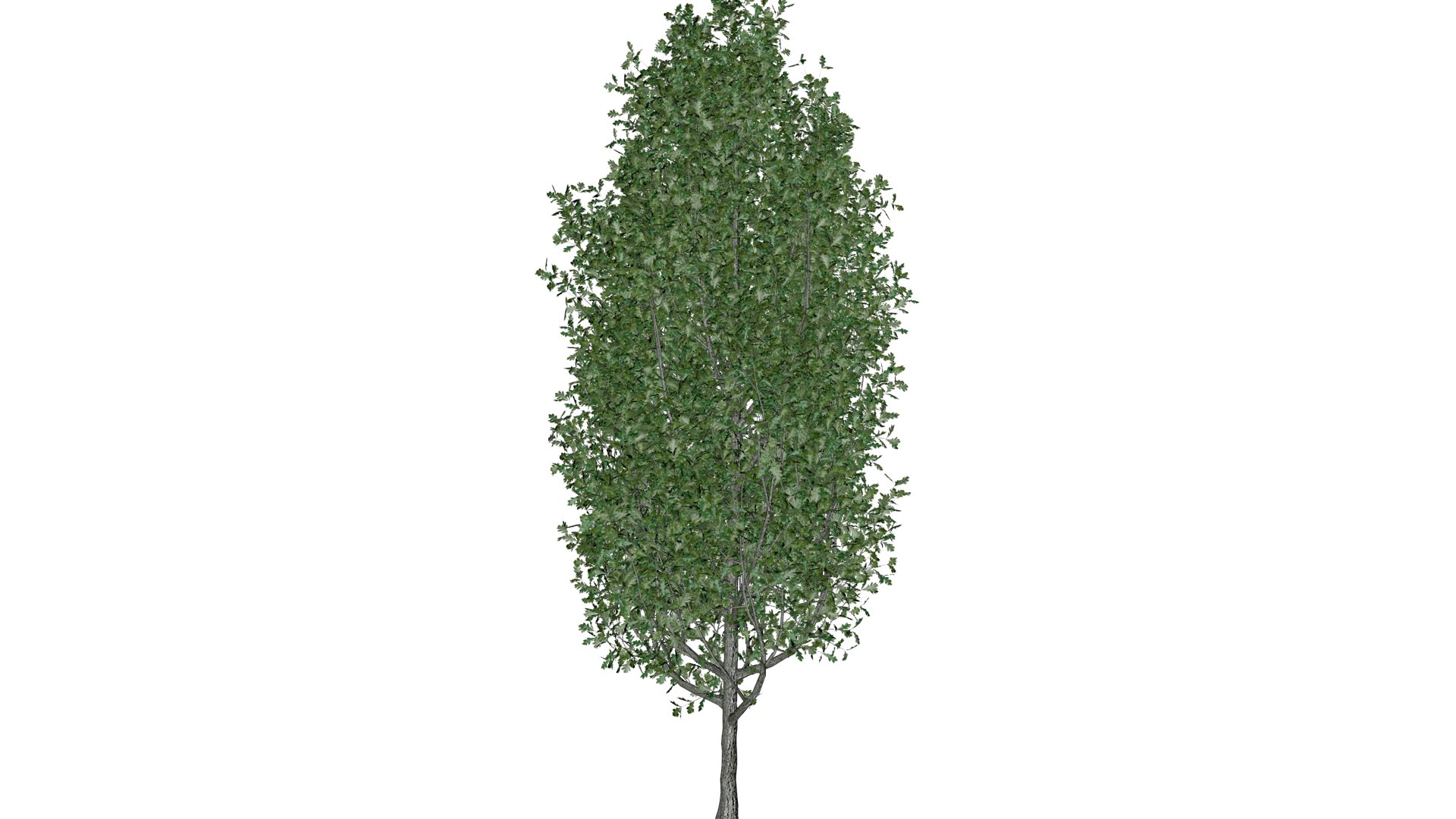 Cypress Oak Tree - 06 - 3D Model - TurboSquid 2375798