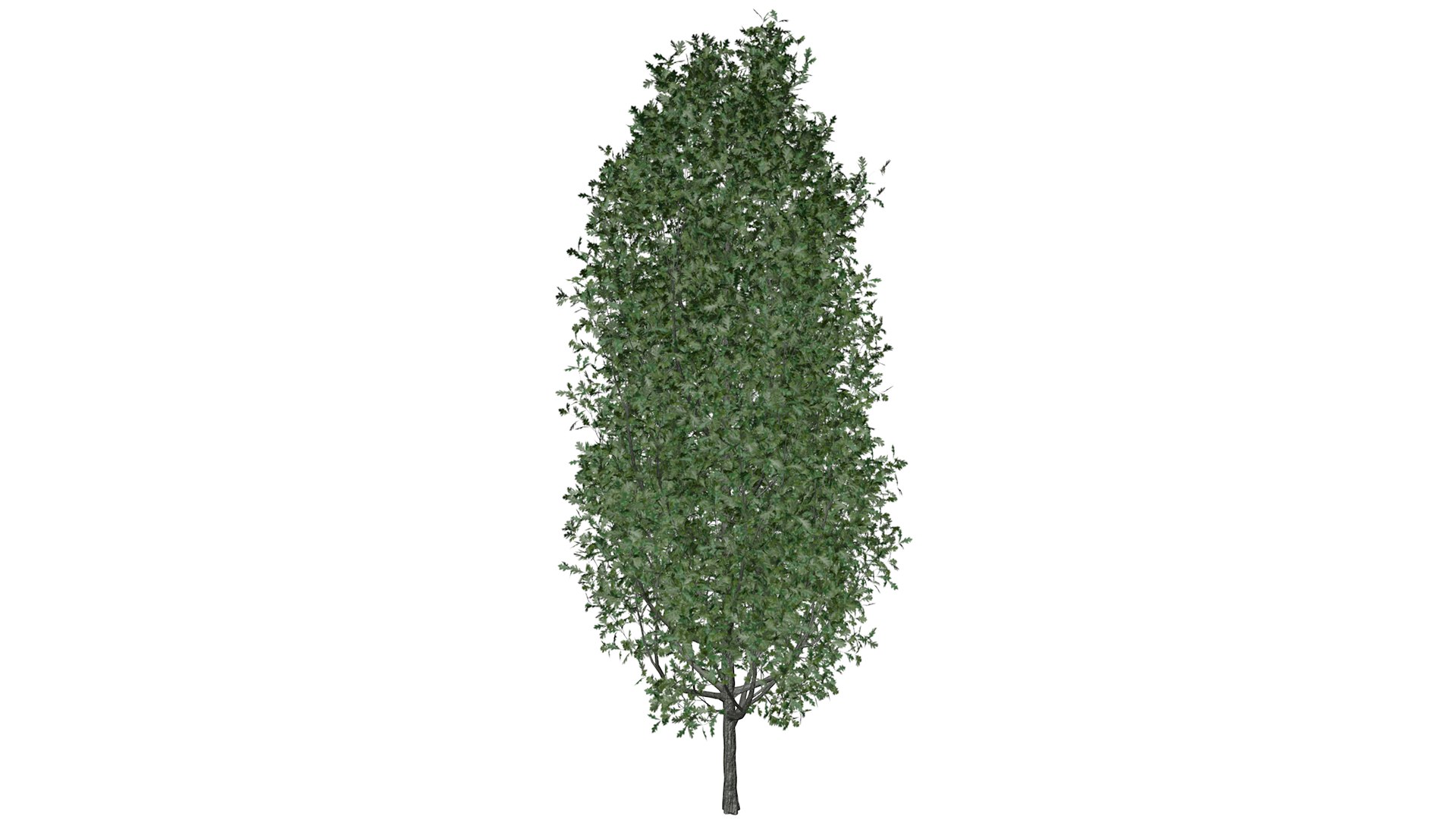 Cypress Oak Tree - 06 - 3D Model - TurboSquid 2375798