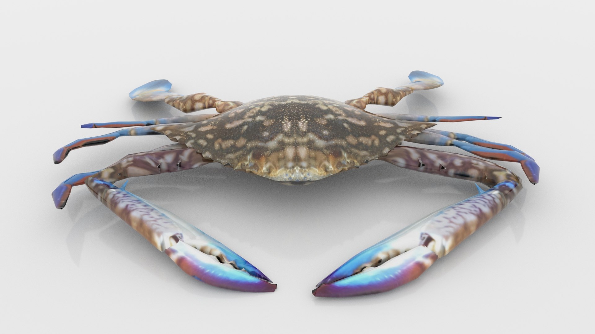 Crab 3D Model - TurboSquid 1303465