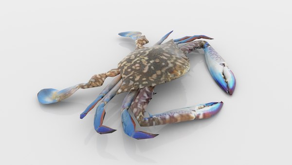 Blue Crab 3D Models for Download | TurboSquid