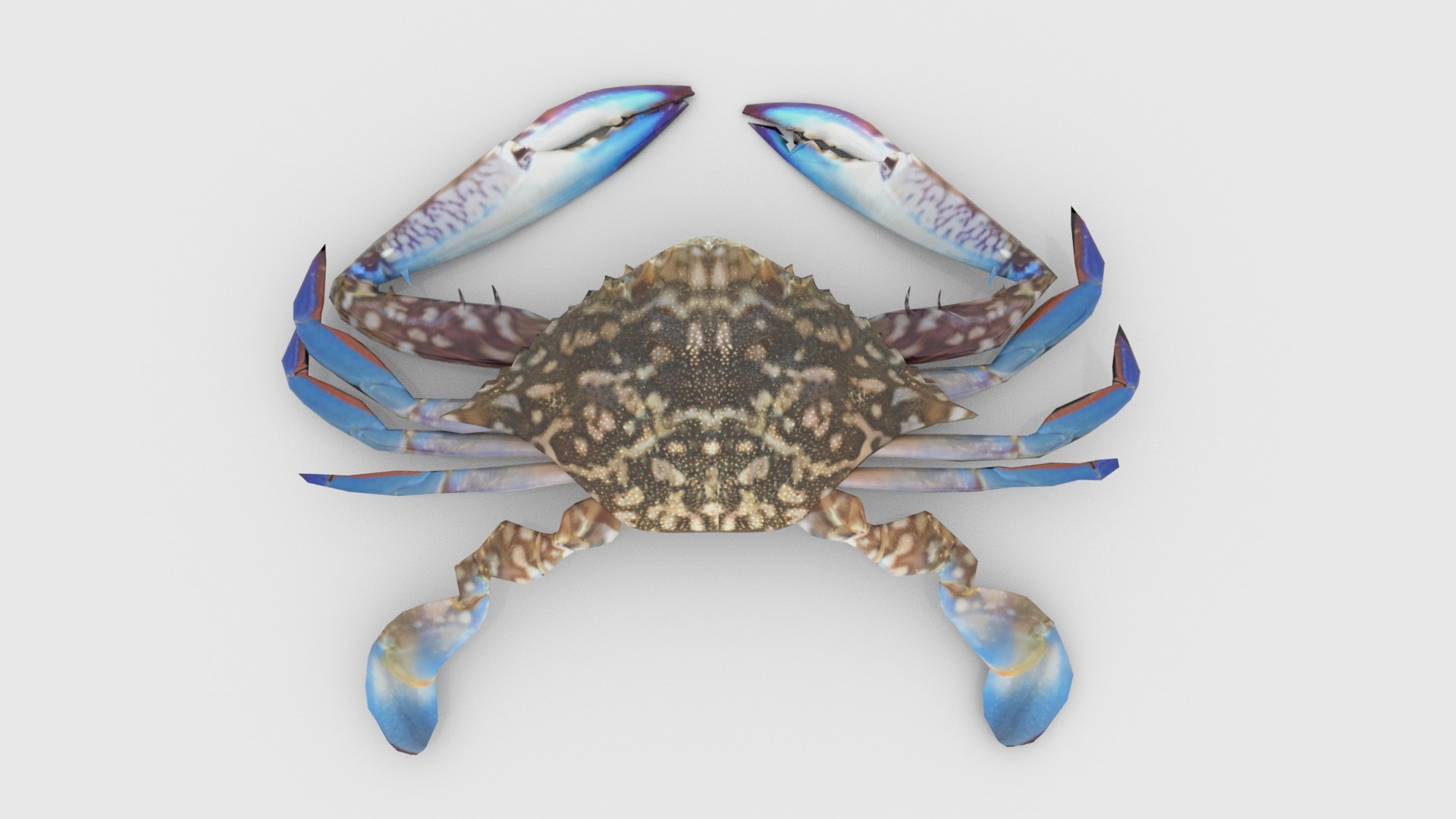 Crab 3D Model - TurboSquid 1303465