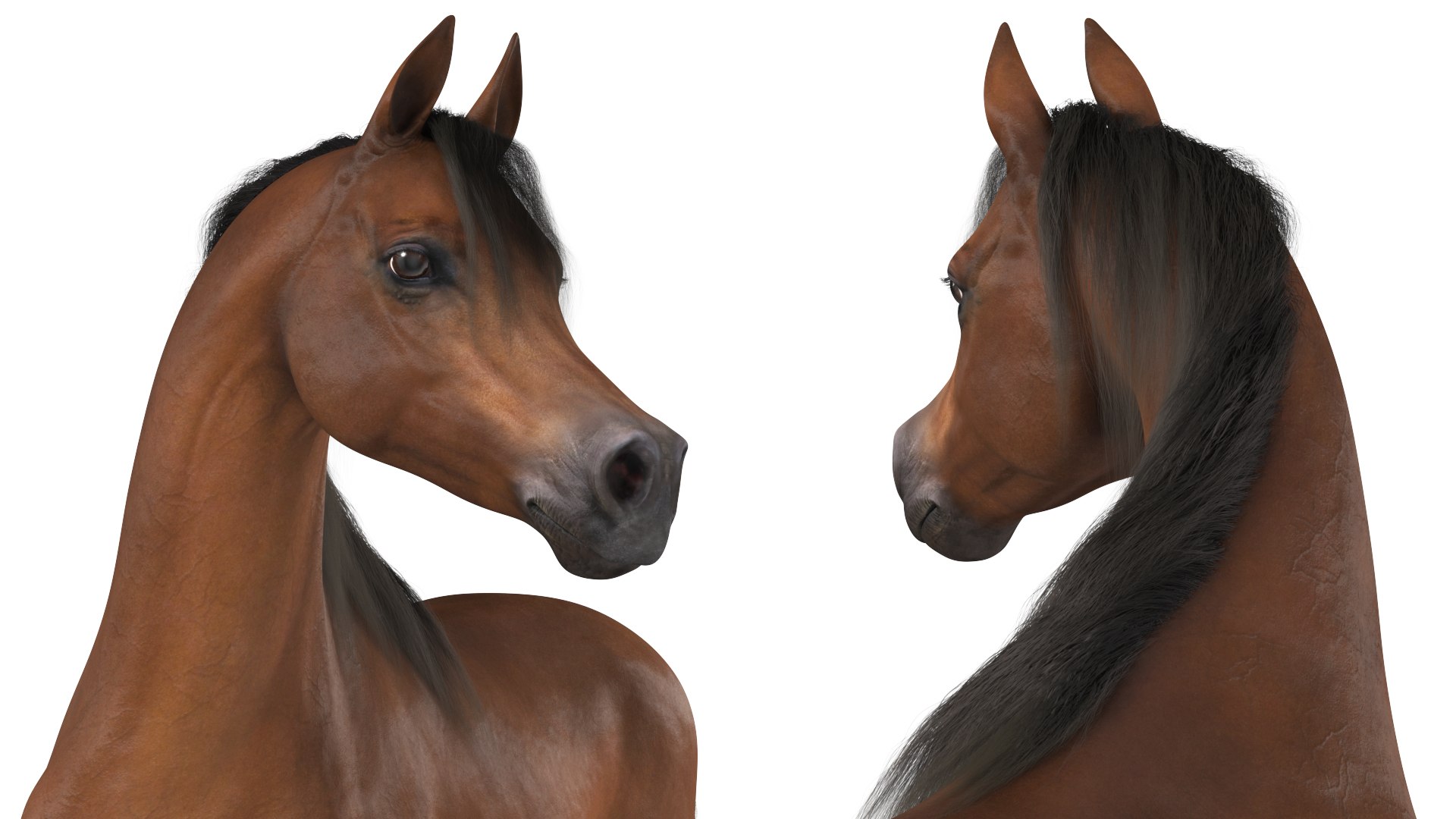 Arabian Horse Brown Stand Pose Fur 3D - TurboSquid 2178346
