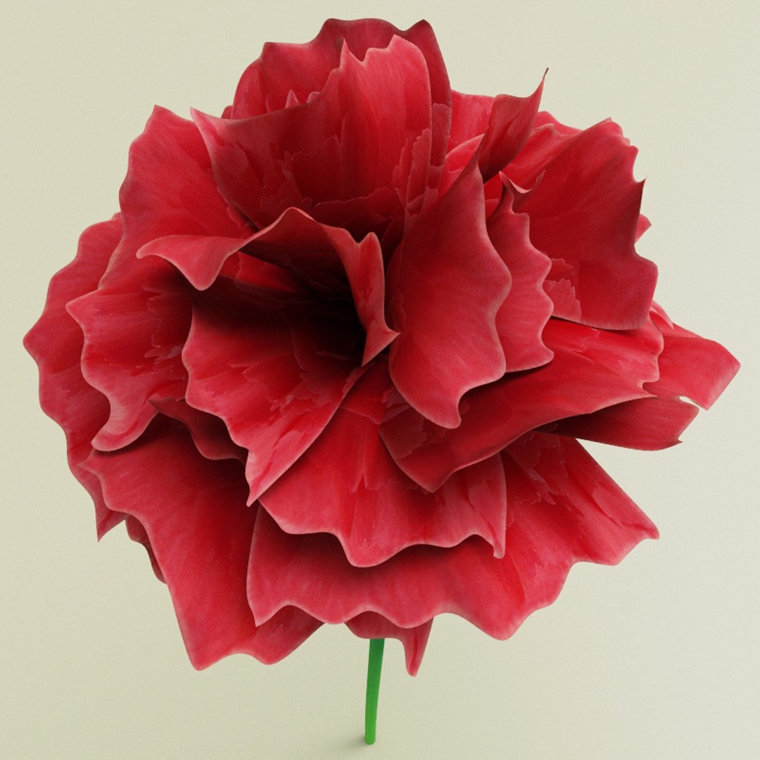 3d Carnation Modelled Model