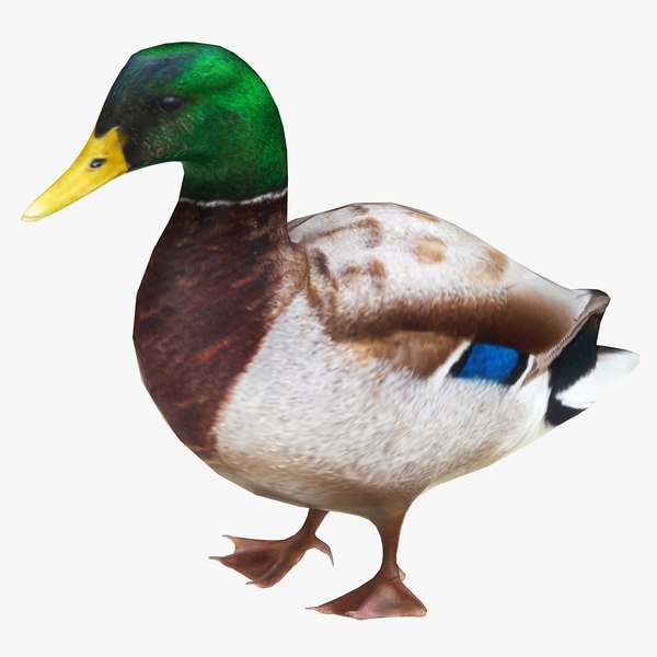 modelo 3d Pato mandarín verde - TurboSquid 2329558