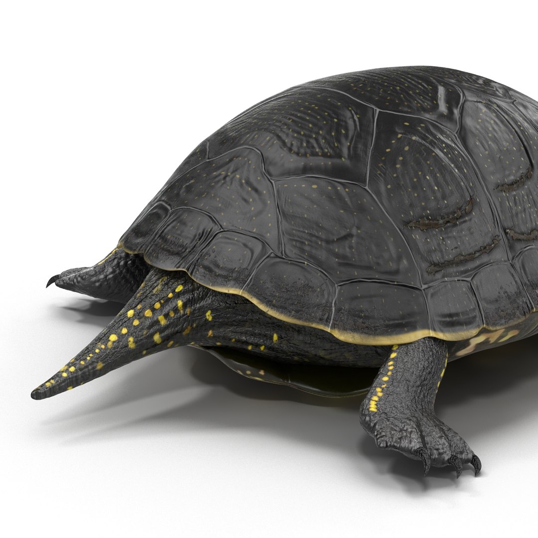 turtles 3 modeled pond 3d model