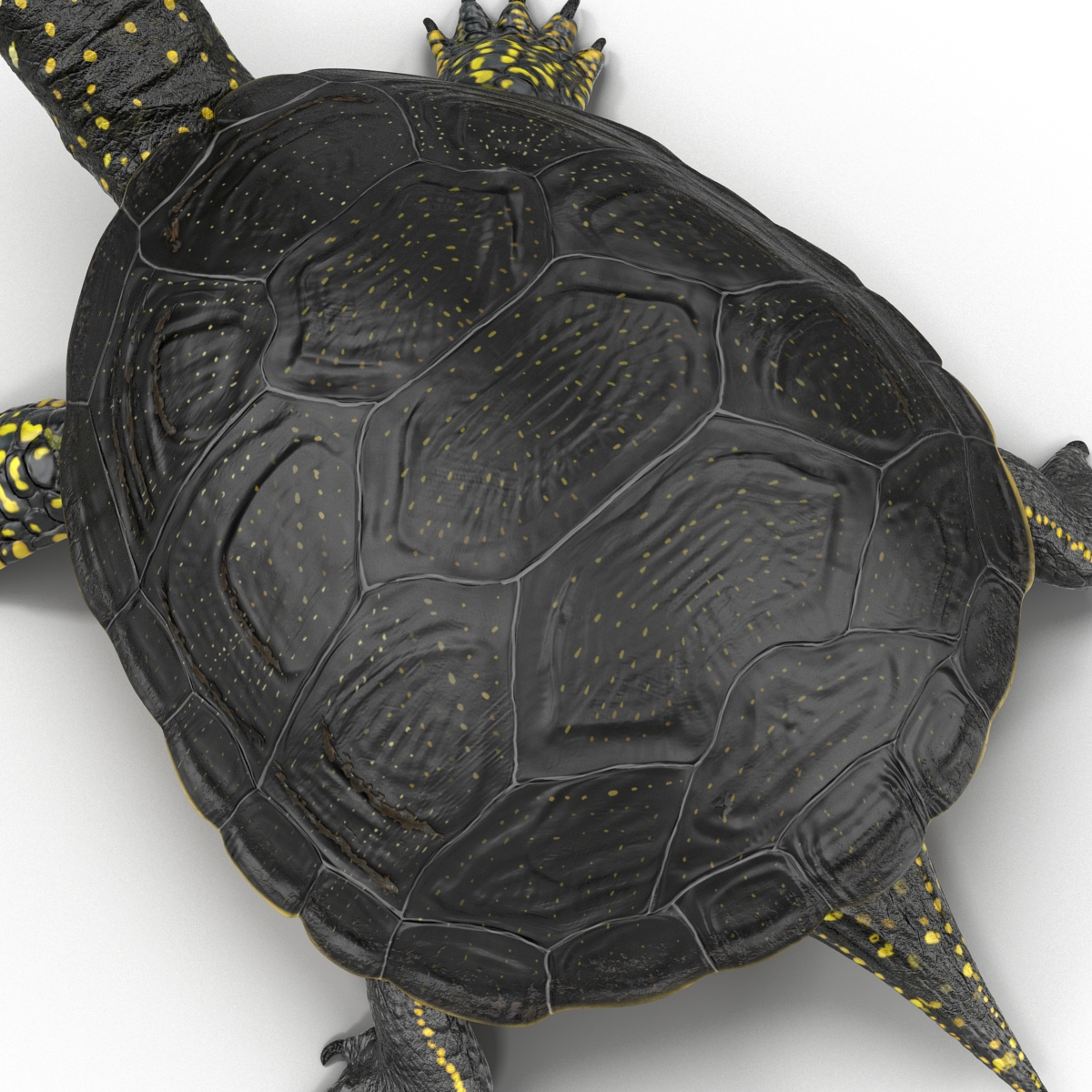 turtles 3 modeled pond 3d model