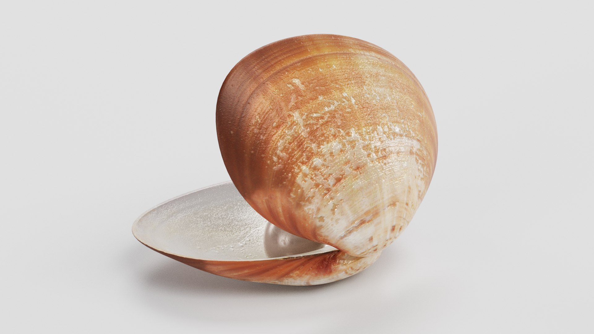 3D Clams With Pearls - TurboSquid 2194089