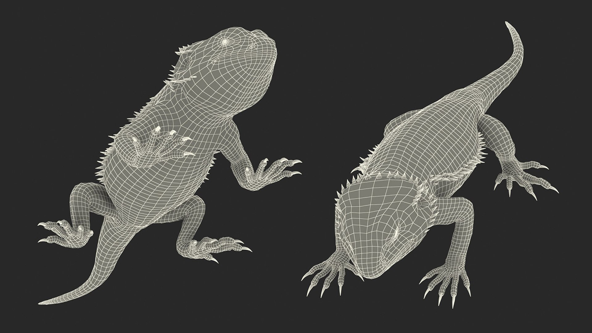 Lizards Collection 3 model - TurboSquid 1968248