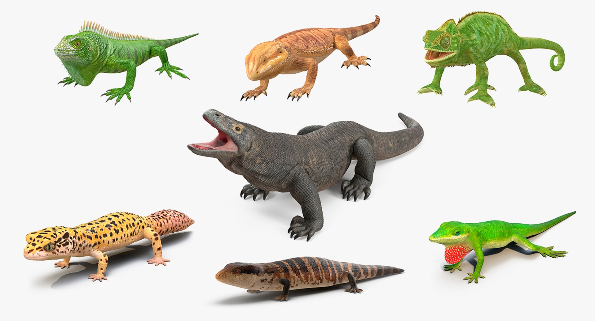 Lizards Collection 3 Model - TurboSquid 1968248