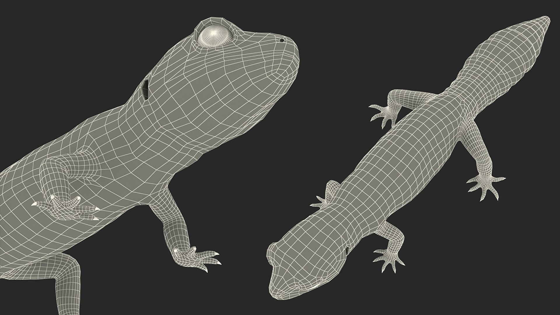 Lizards Collection 3 model - TurboSquid 1968248