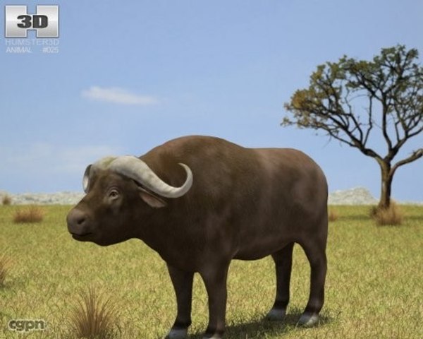 Water Buffalo 3D Models for Download | TurboSquid