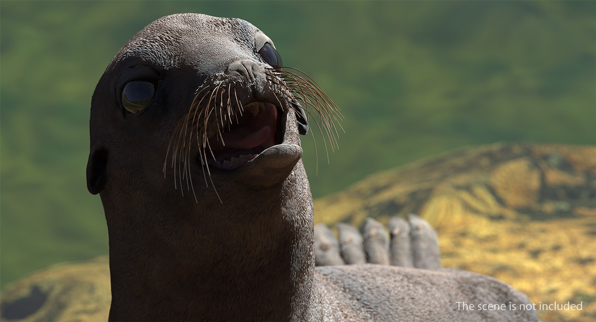Sea Lion Wet Rigged 3D - TurboSquid 1428971