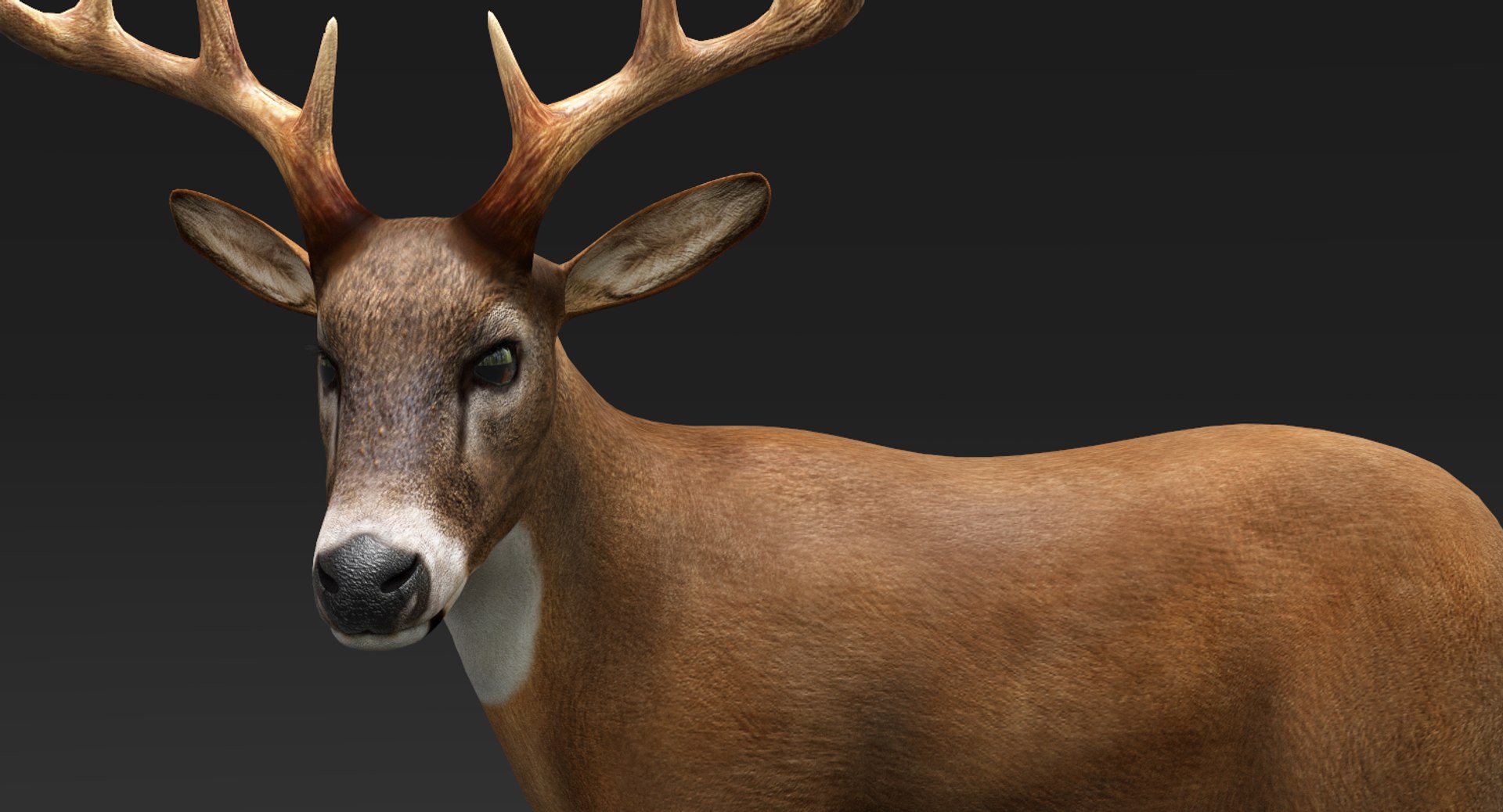 3D Deer Rigged - TurboSquid 1217484