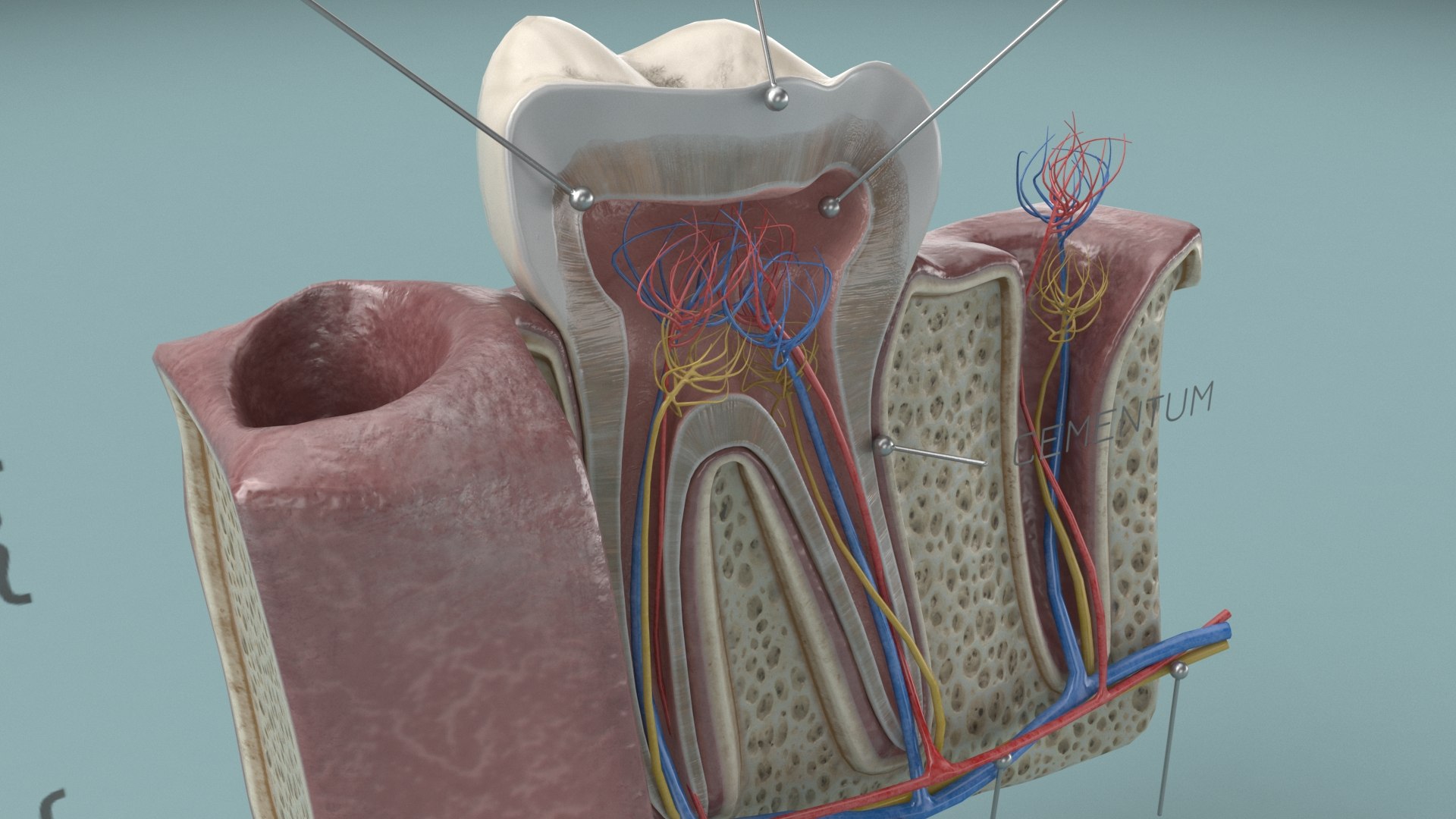 Molar Tooth Section 3D Model - TurboSquid 1488140