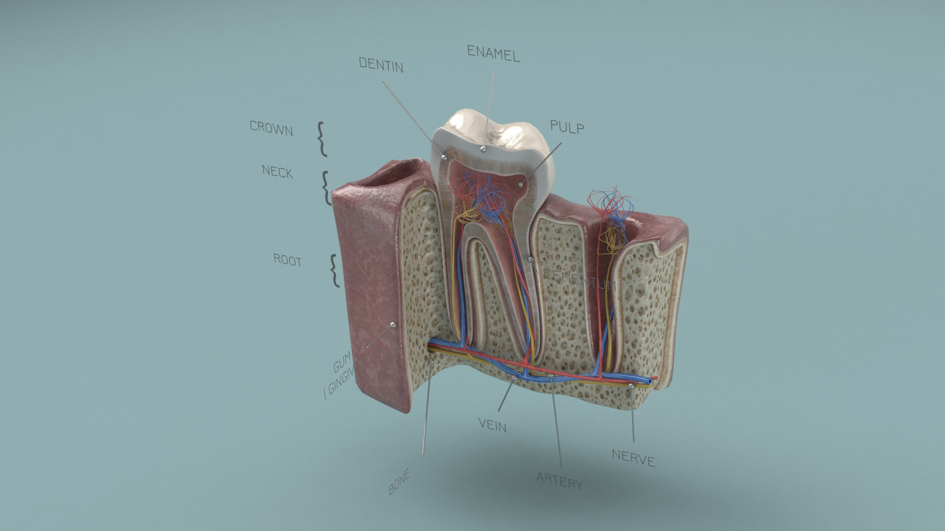 Molar Tooth Section 3D Model - TurboSquid 1488140