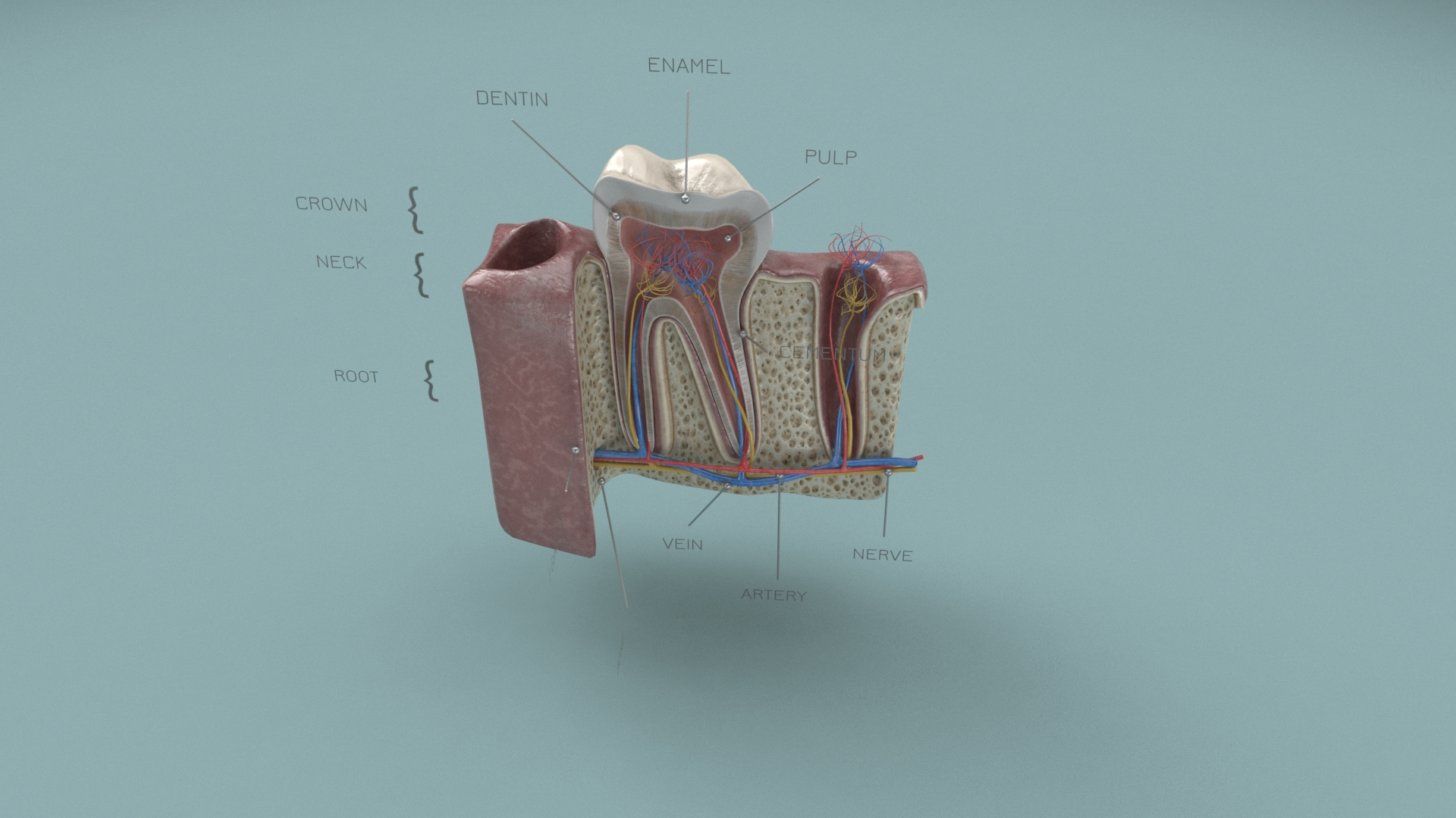 Molar Tooth Section 3D Model - TurboSquid 1488140