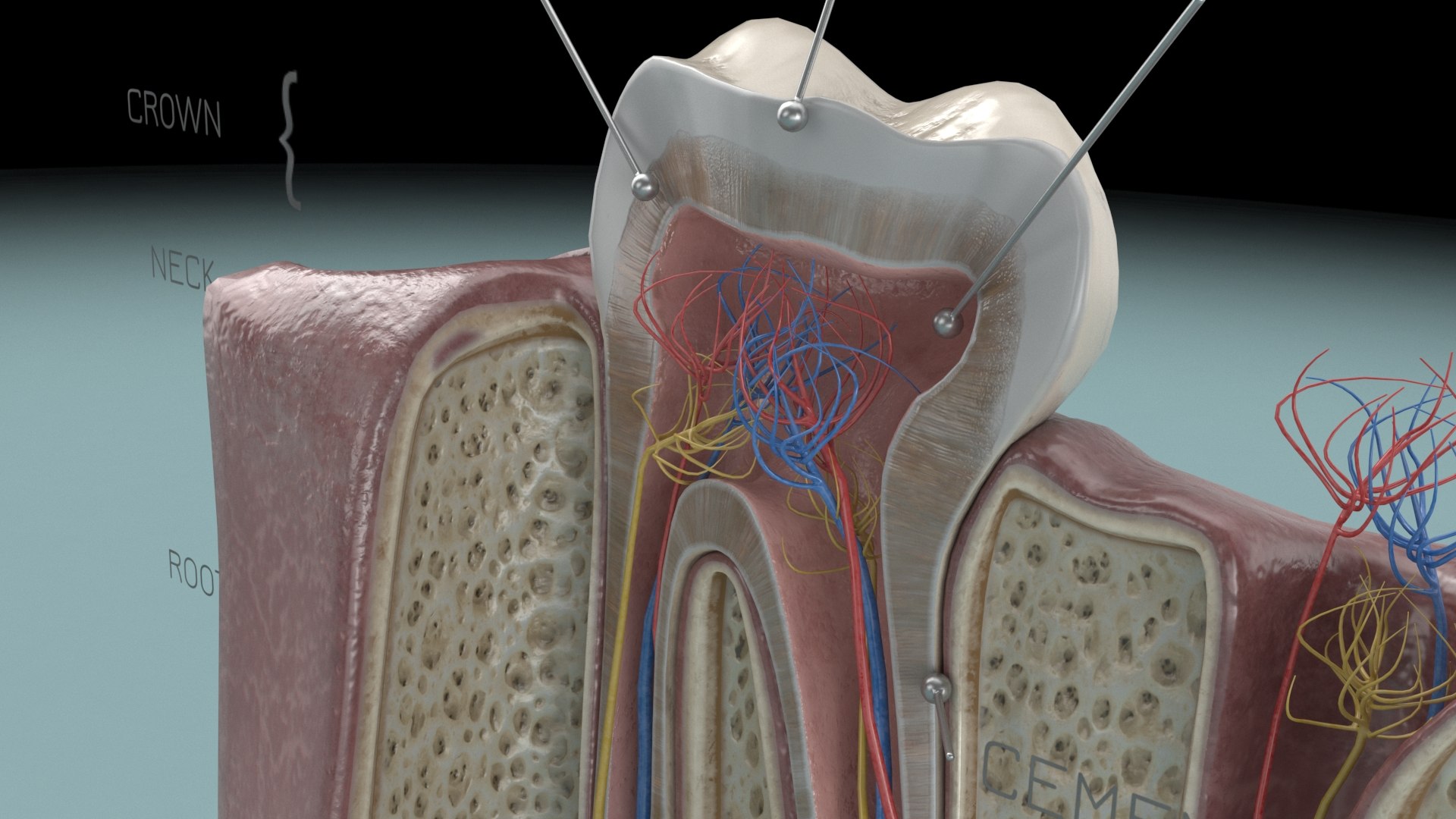 Molar Tooth Section 3D Model - TurboSquid 1488140