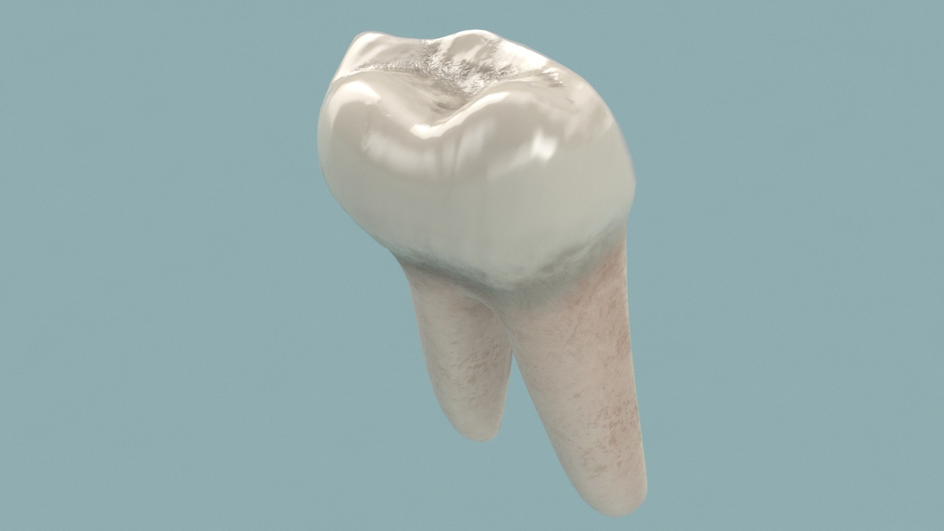 Molar Tooth Section 3D Model - TurboSquid 1488140