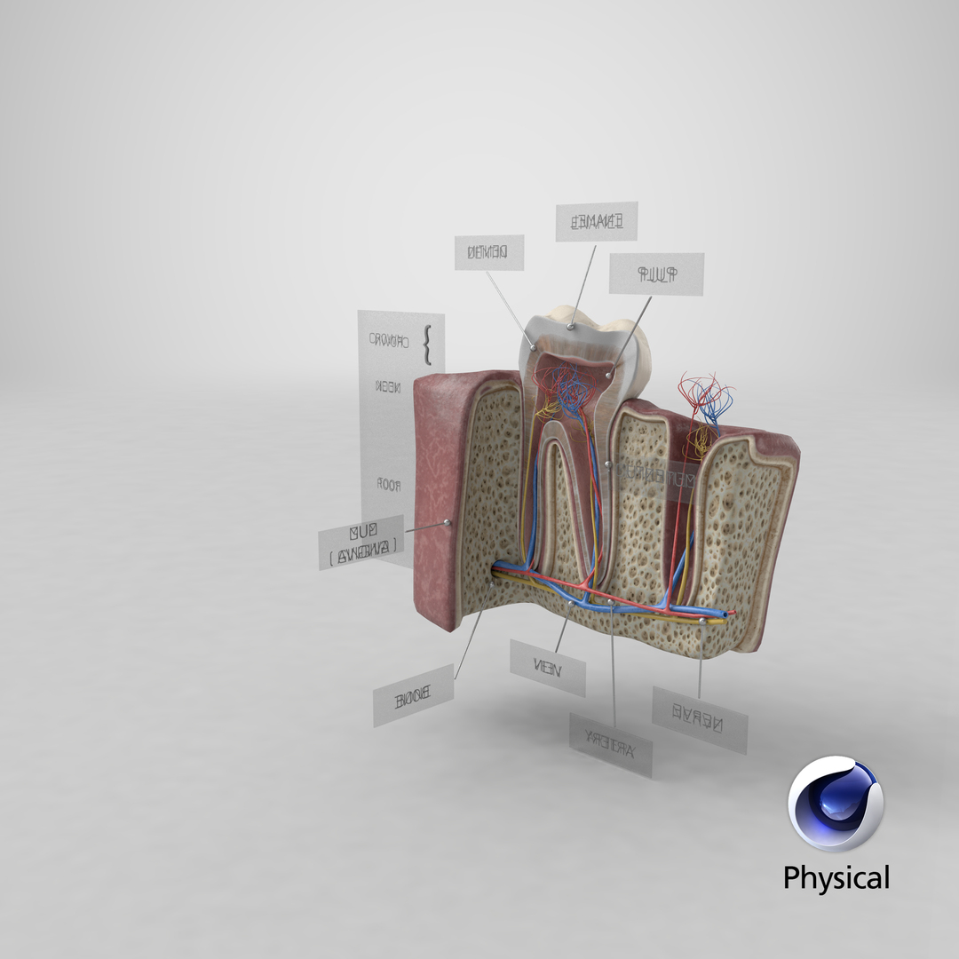 Molar tooth section 3D model - TurboSquid 1488140