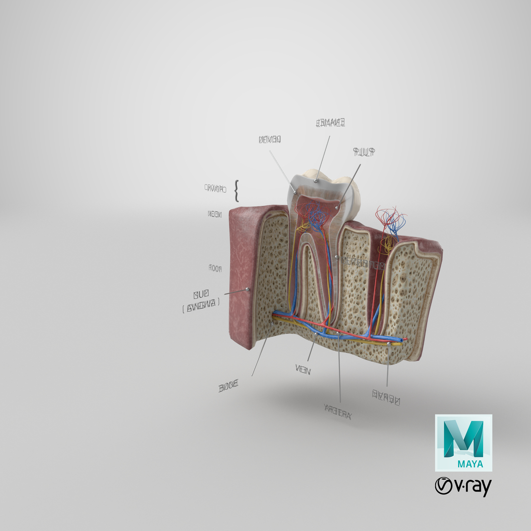Molar tooth section 3D model - TurboSquid 1488140