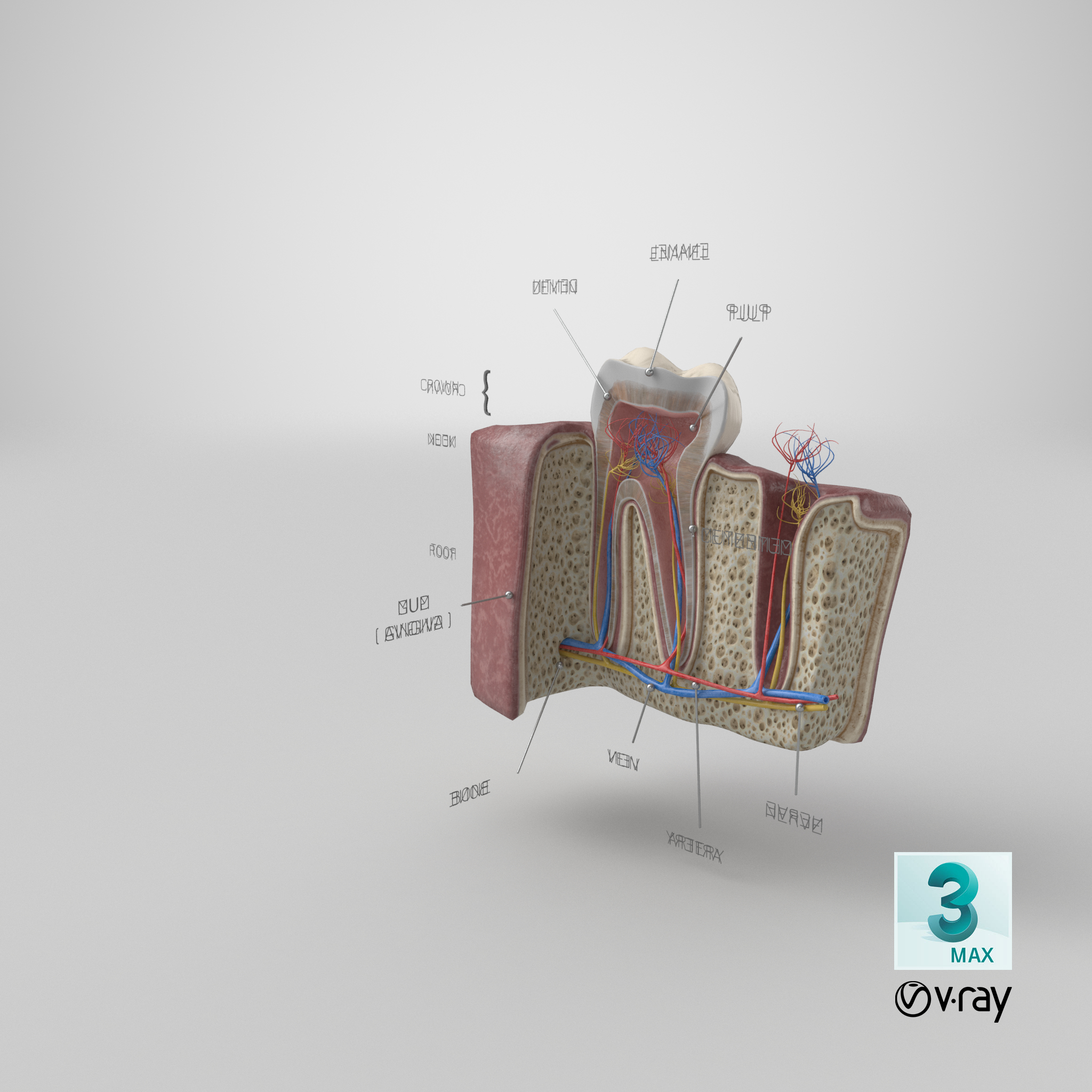 Molar tooth section 3D model - TurboSquid 1488140