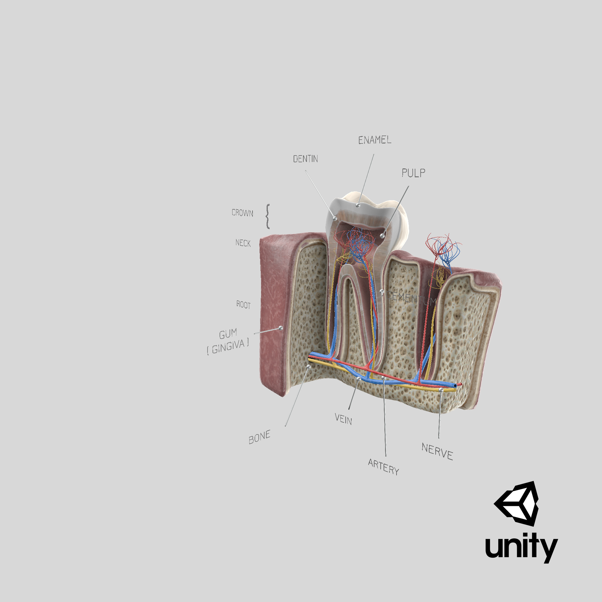 Molar tooth section 3D model - TurboSquid 1488140