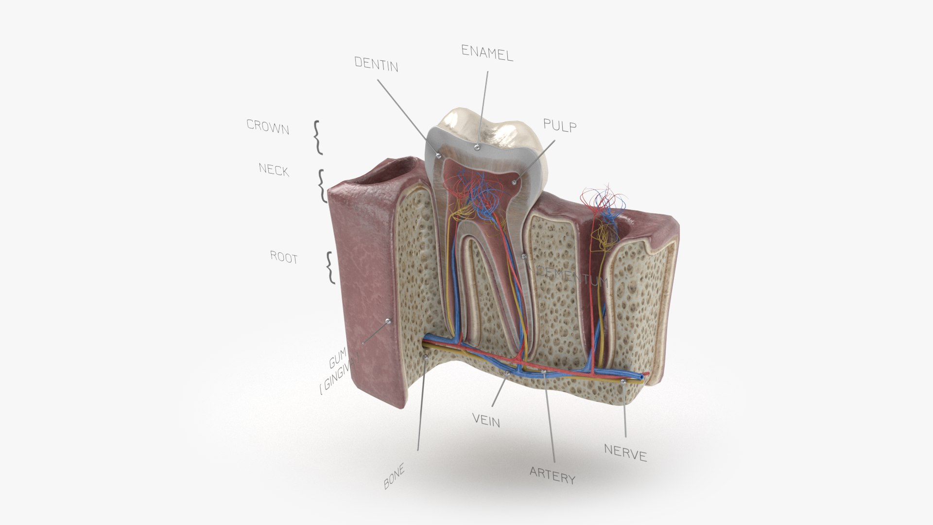 Molar Tooth Section 3D Model - TurboSquid 1488140