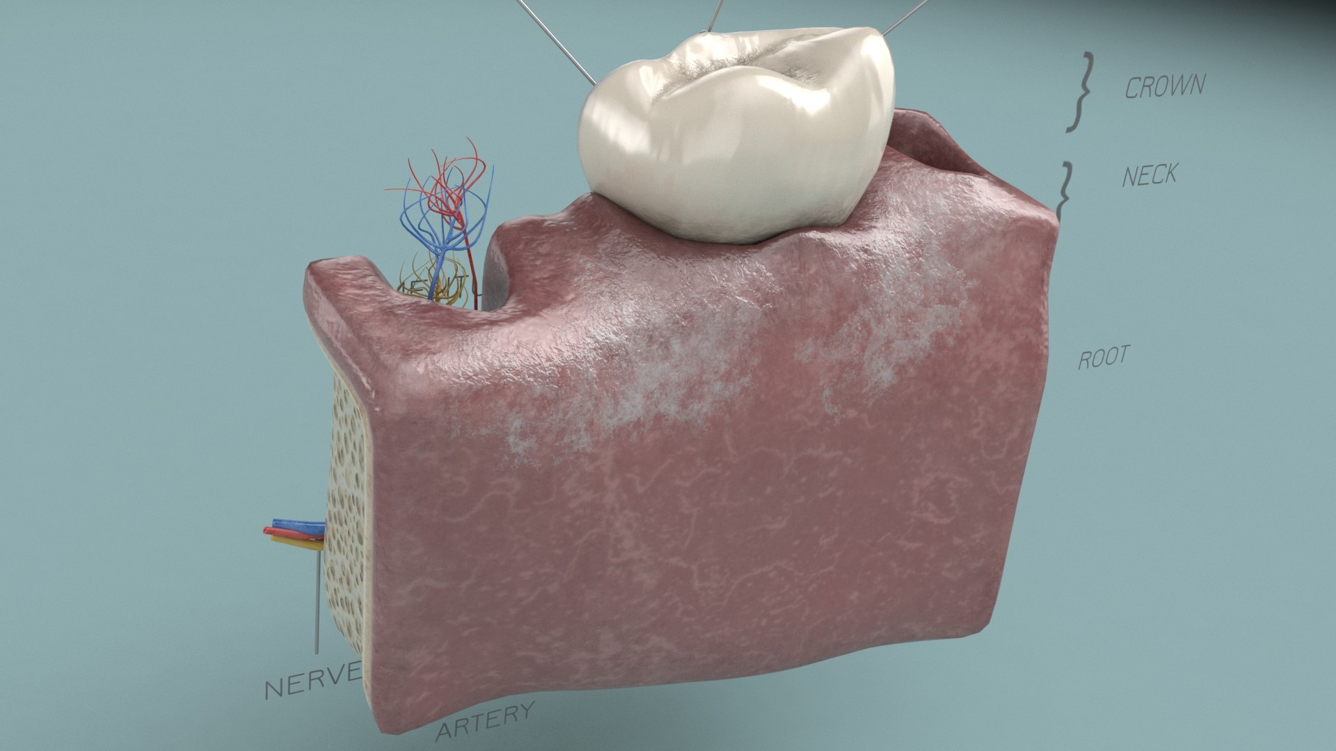 Molar Tooth Section 3D Model - TurboSquid 1488140
