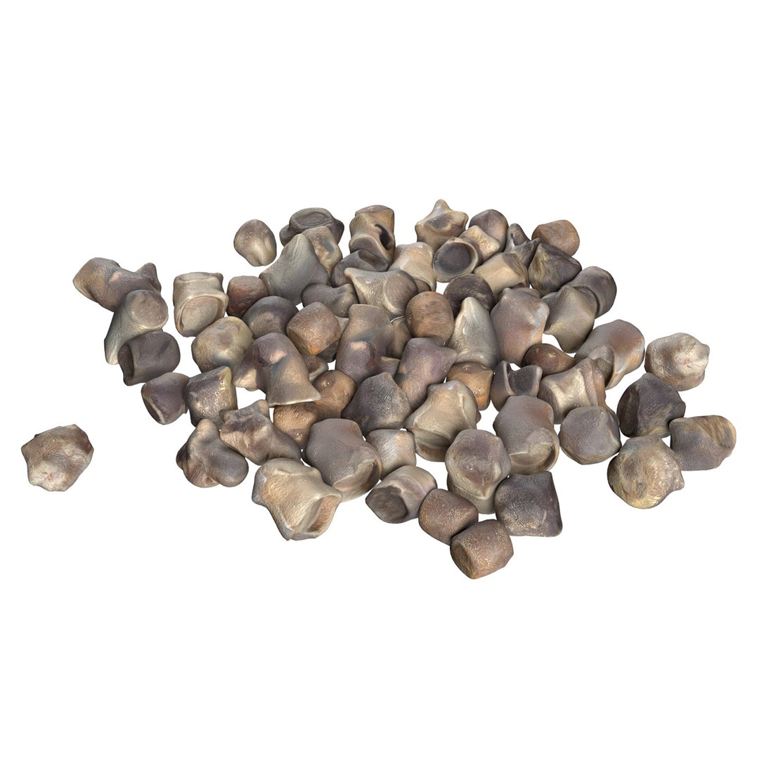 Beet Seed 3D Model - TurboSquid 2406577