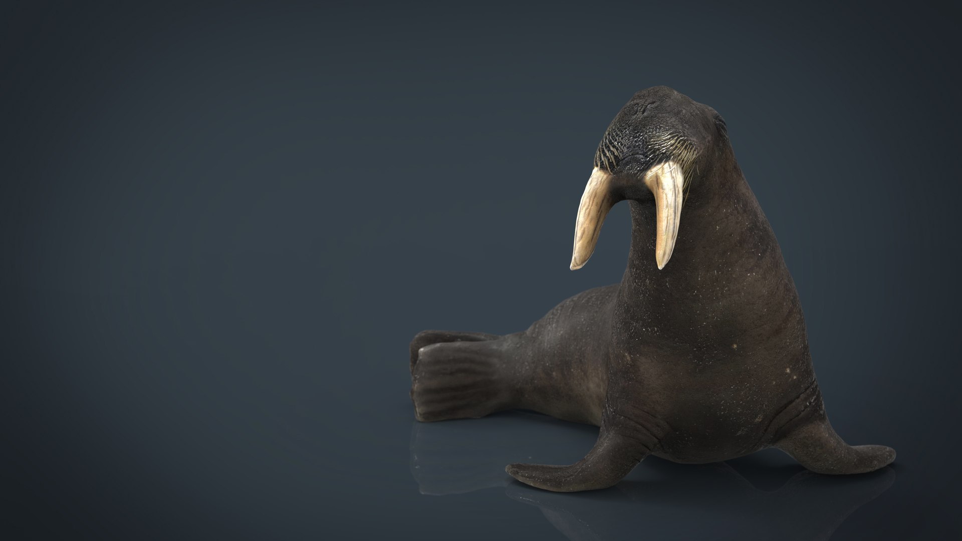Walrus Animal Mammal 3D Model - TurboSquid 1288919