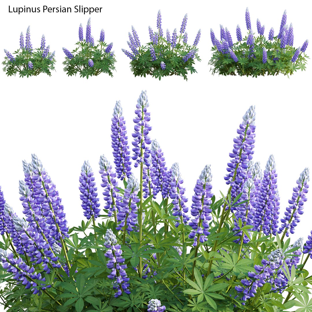 Lupinus Persian Slipper 3D Model - TurboSquid 1957332
