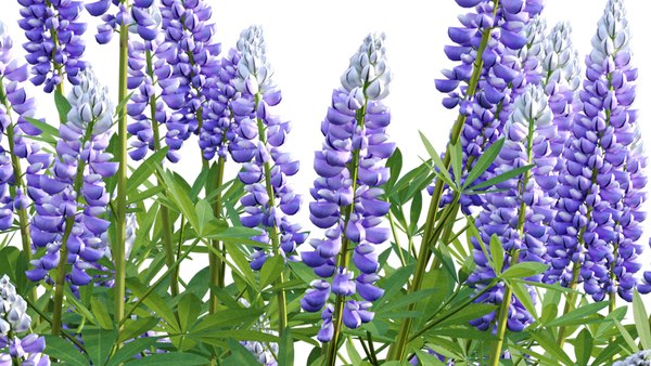 Lupinus Persian Slipper 3D model - TurboSquid 1957332