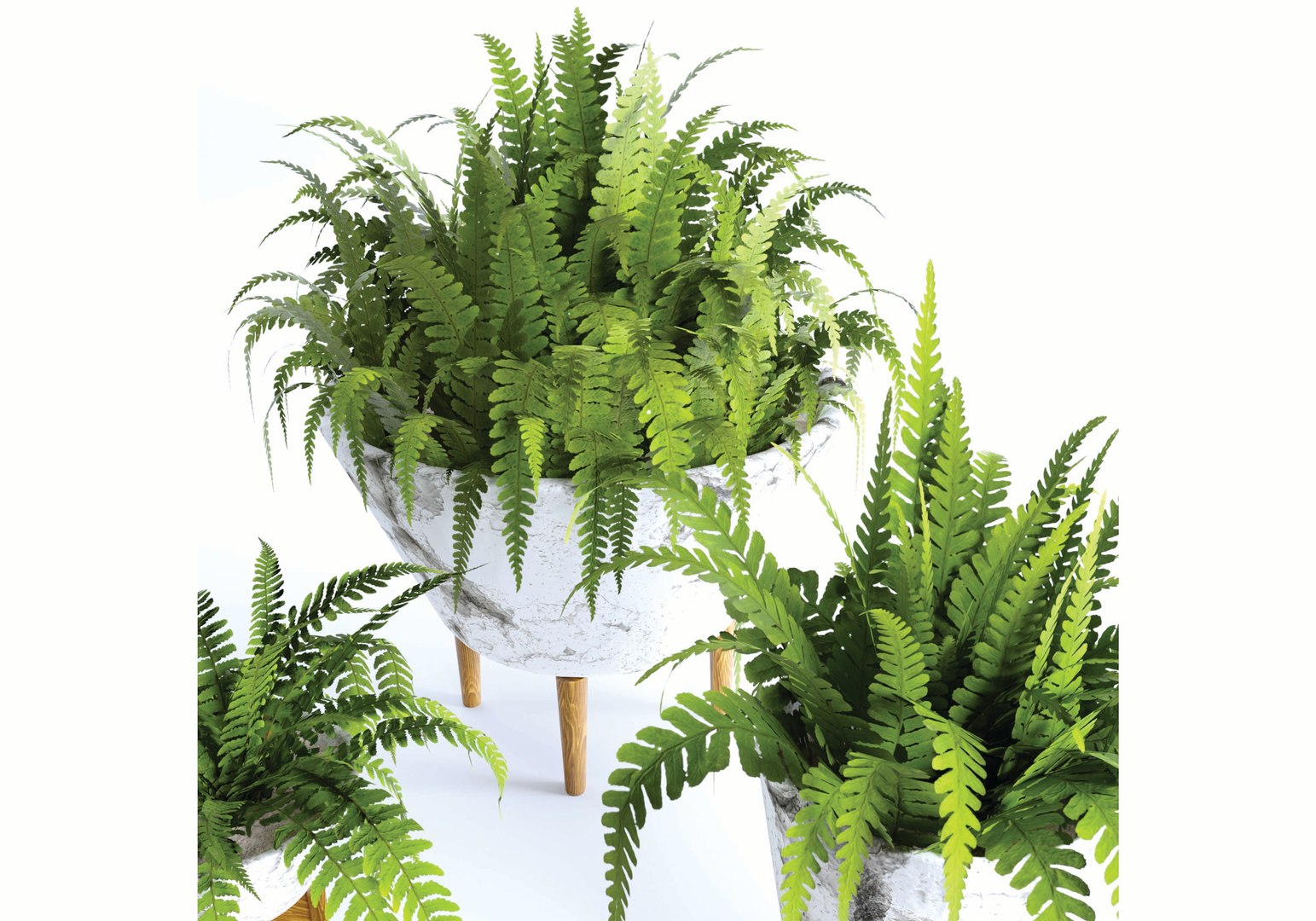 Fern 3D model - TurboSquid 1901509