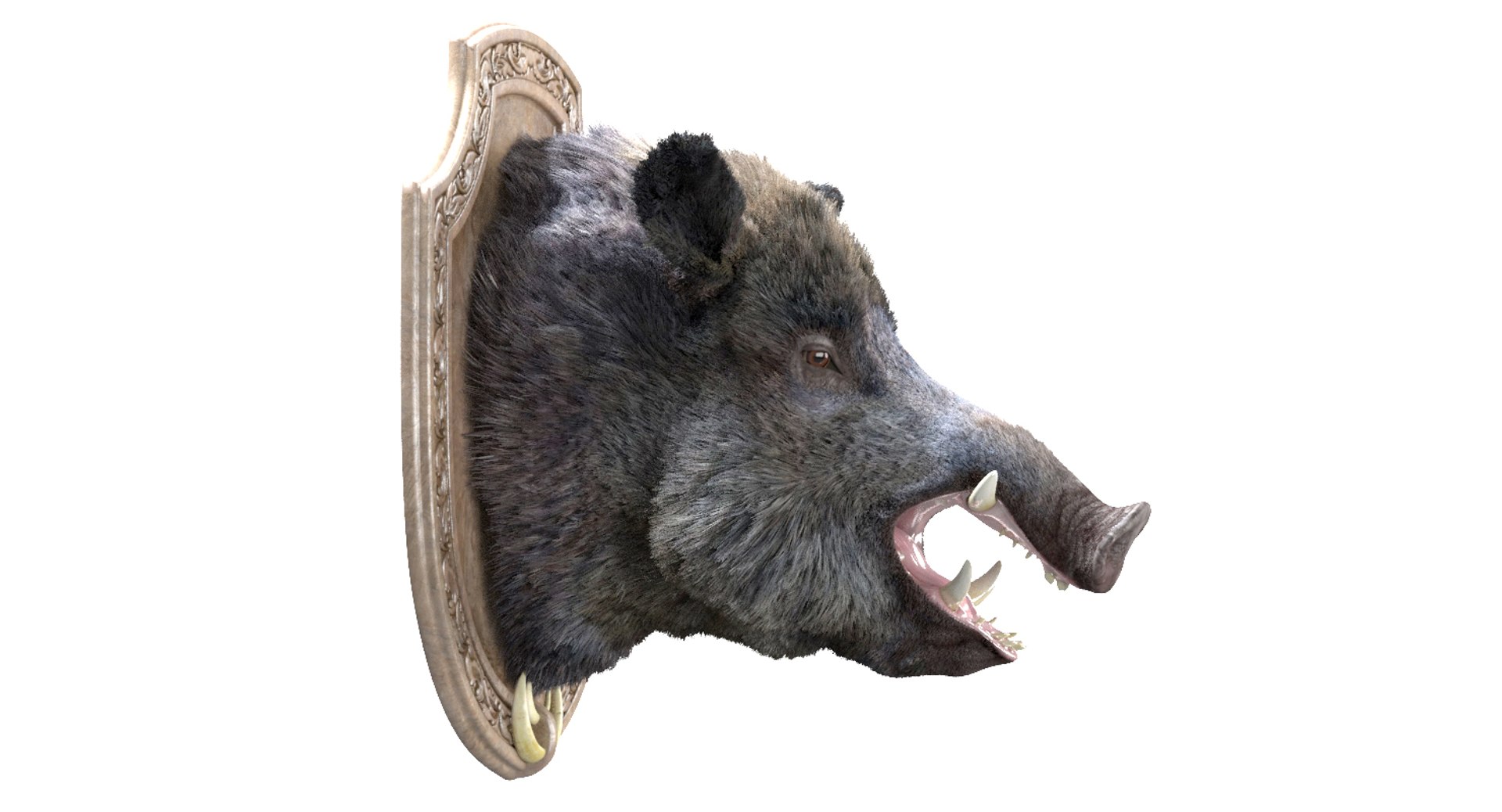 Wild Boar Head Max