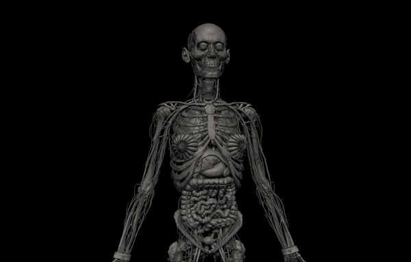 modelo 3d Modelo de anatomía humana 3D completa femenina HD ...