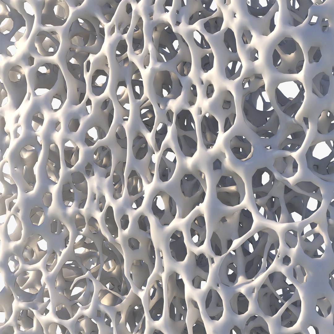 3D Model Bone Structure Sponge - TurboSquid 1823021