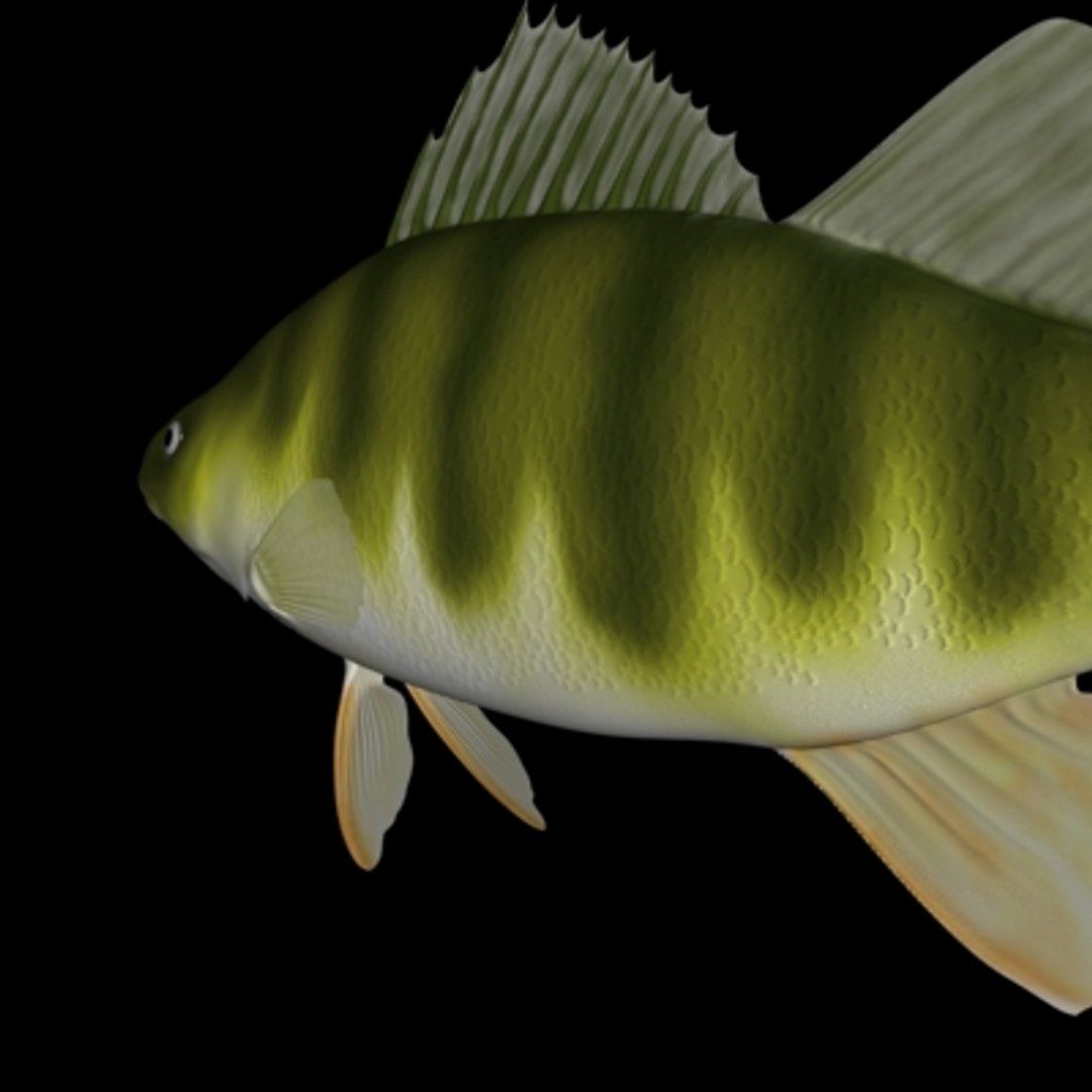 yellow perch 3d 3ds