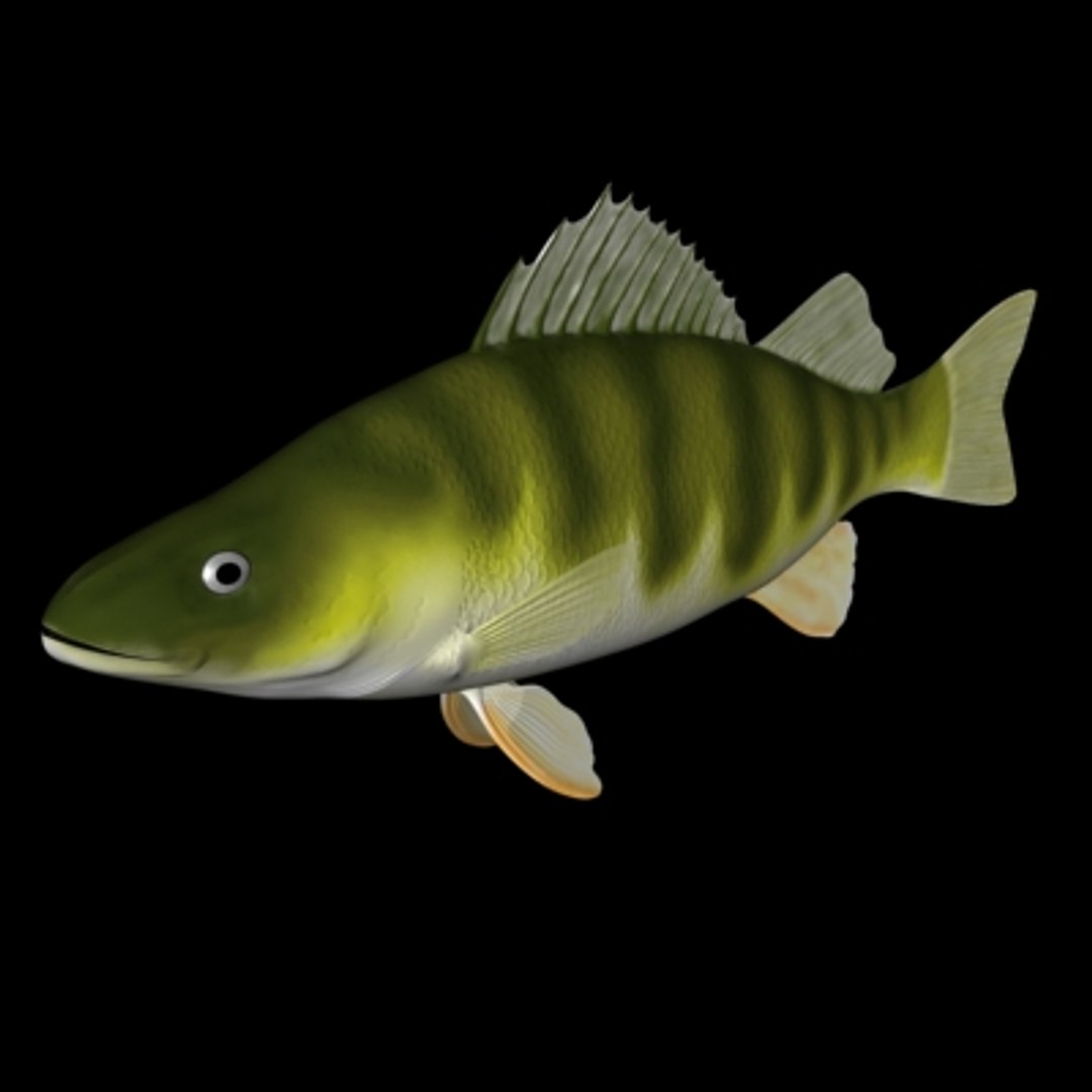 yellow perch 3d 3ds