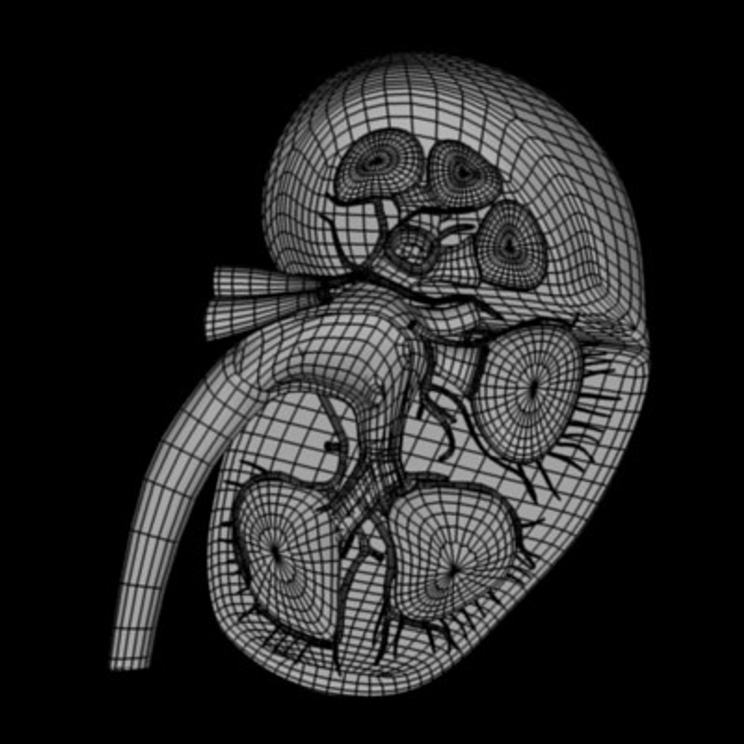 3d model urinary kidney