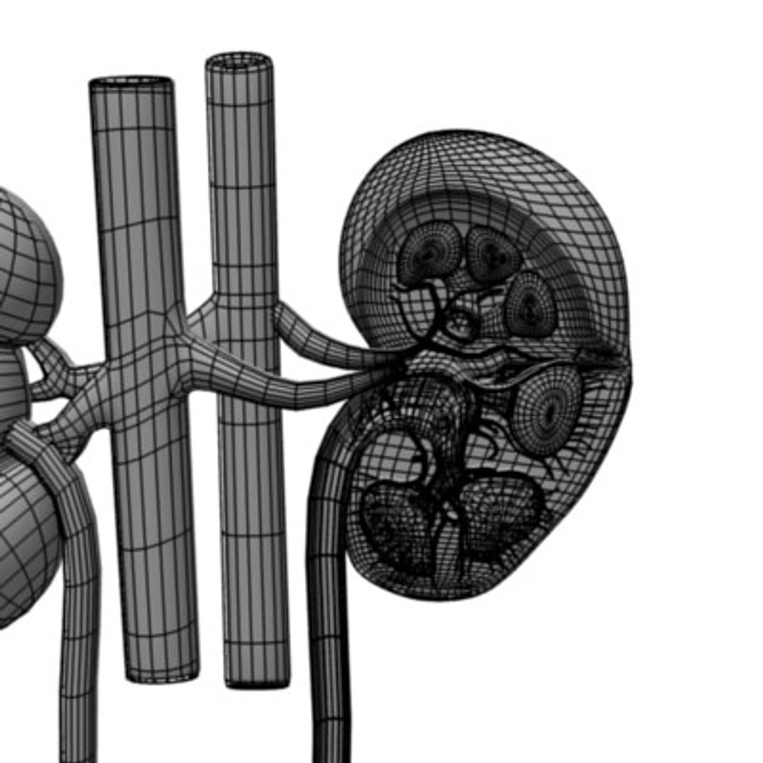 3d model urinary kidney