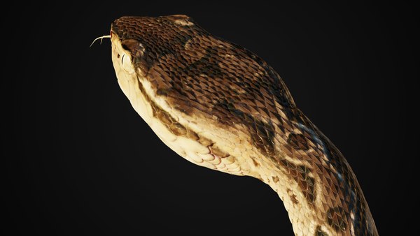 3D model realistic snake - TurboSquid 1277884