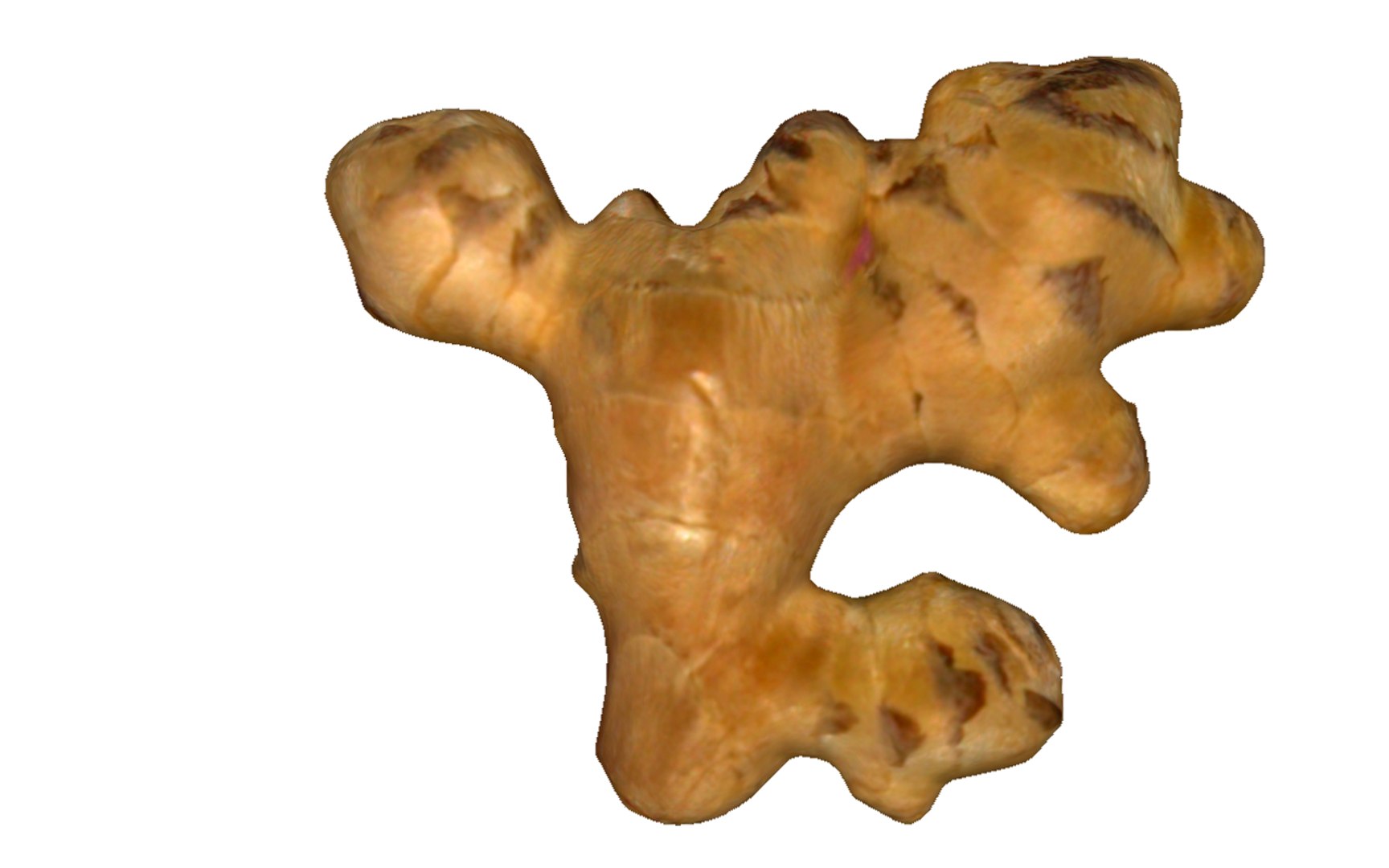 3D ginger scan scanner model - TurboSquid 1627928