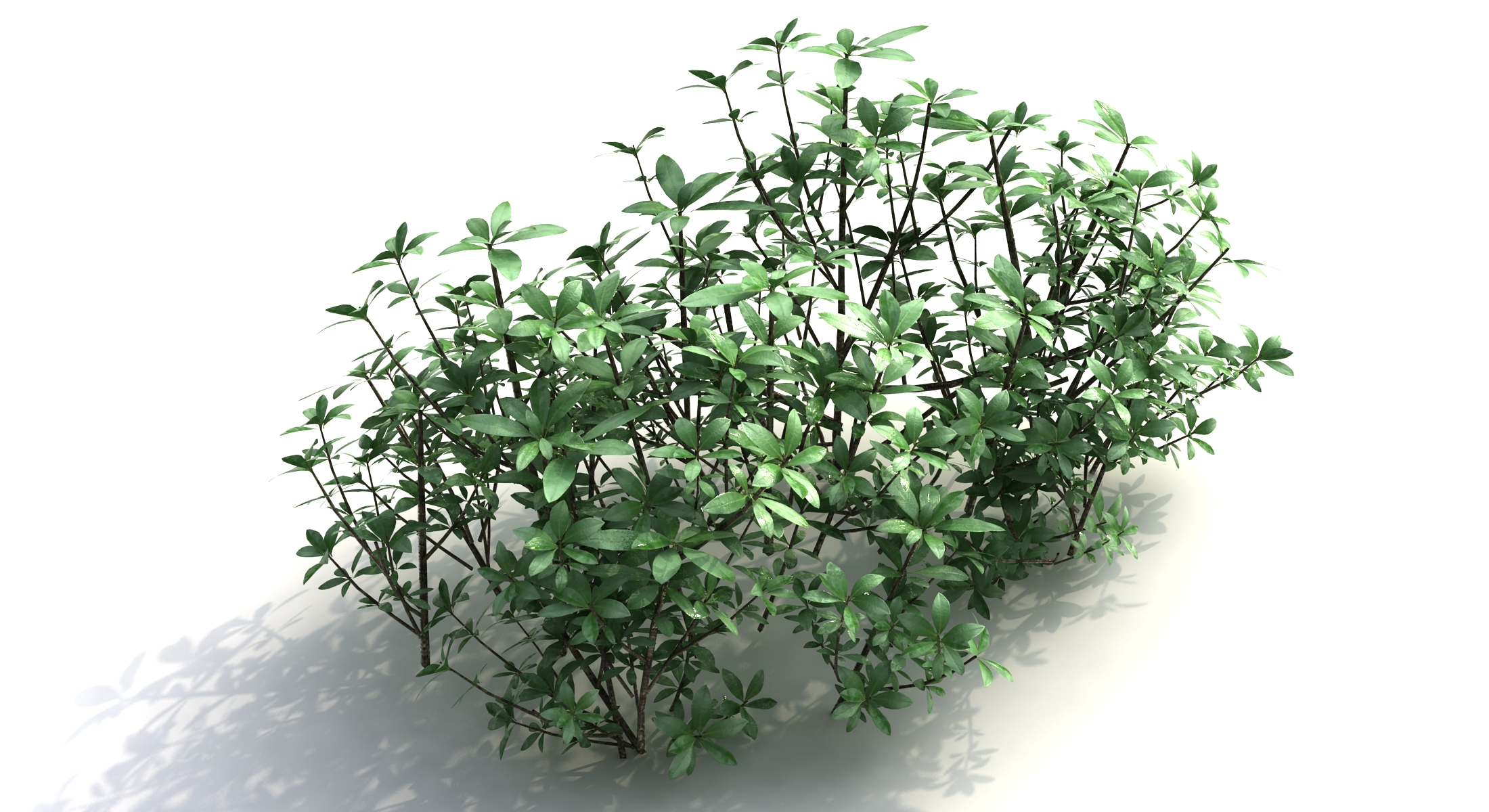 3d model small bush shrub