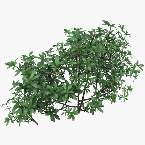 3d model small bush shrub