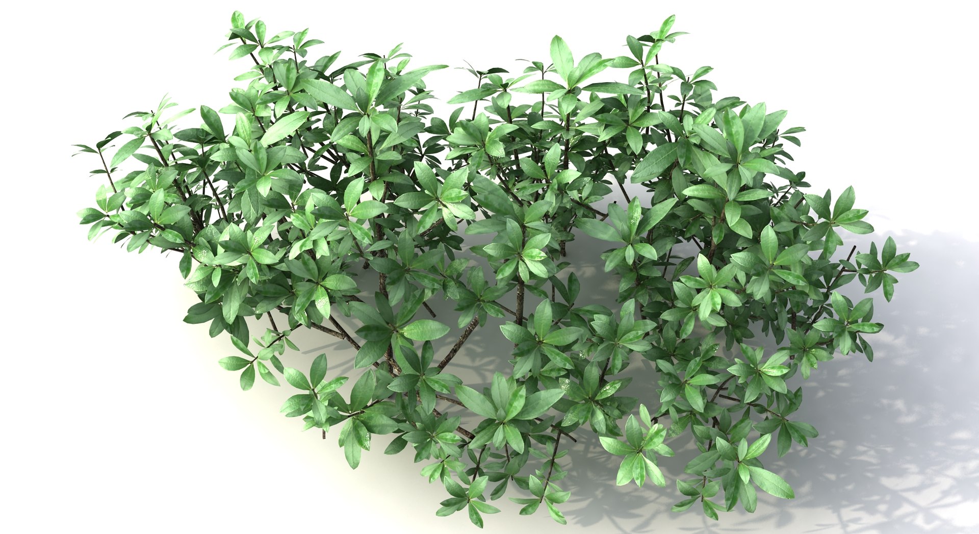 3d Model Small Bush Shrub