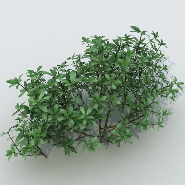 3d model small bush shrub